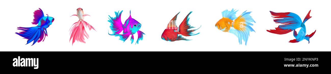 Beautiful colorful betta fish on white background, collage. Banner ...