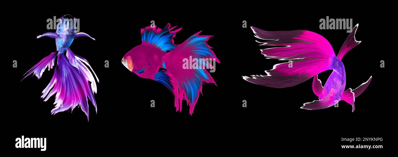 Beautiful colorful betta fish on black background, collage. Banner ...