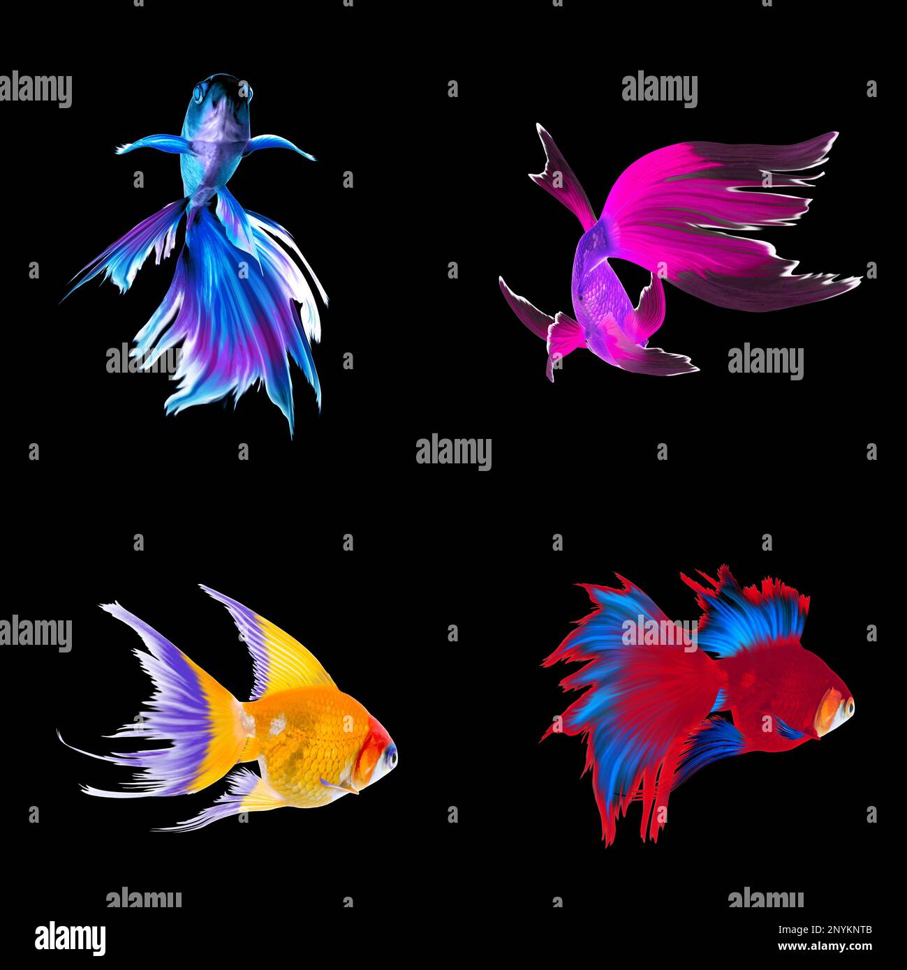 Beautiful colorful betta fish on black background, collage Stock Photo ...