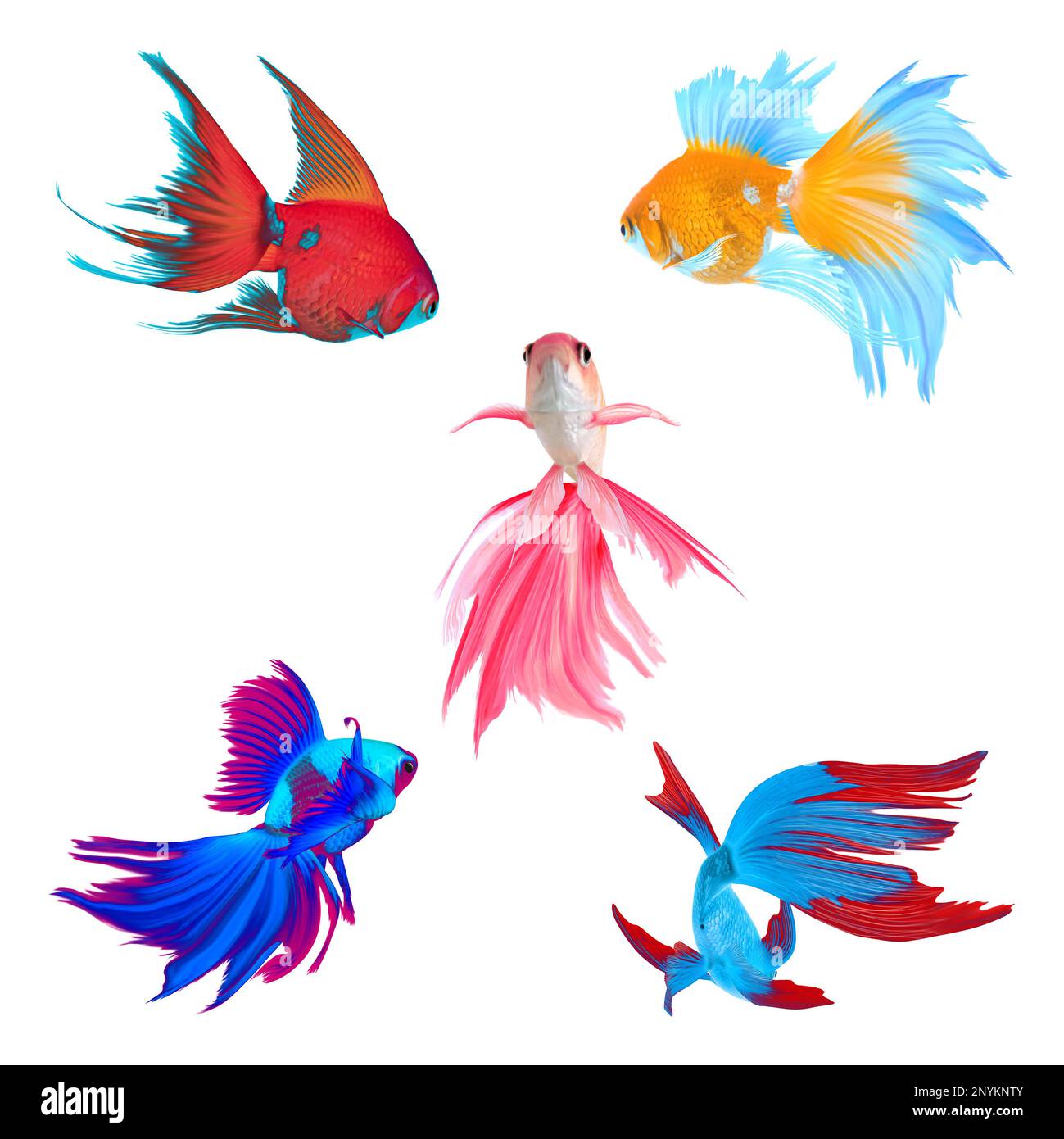 Beautiful colorful betta fish on white background, collage Stock Photo ...