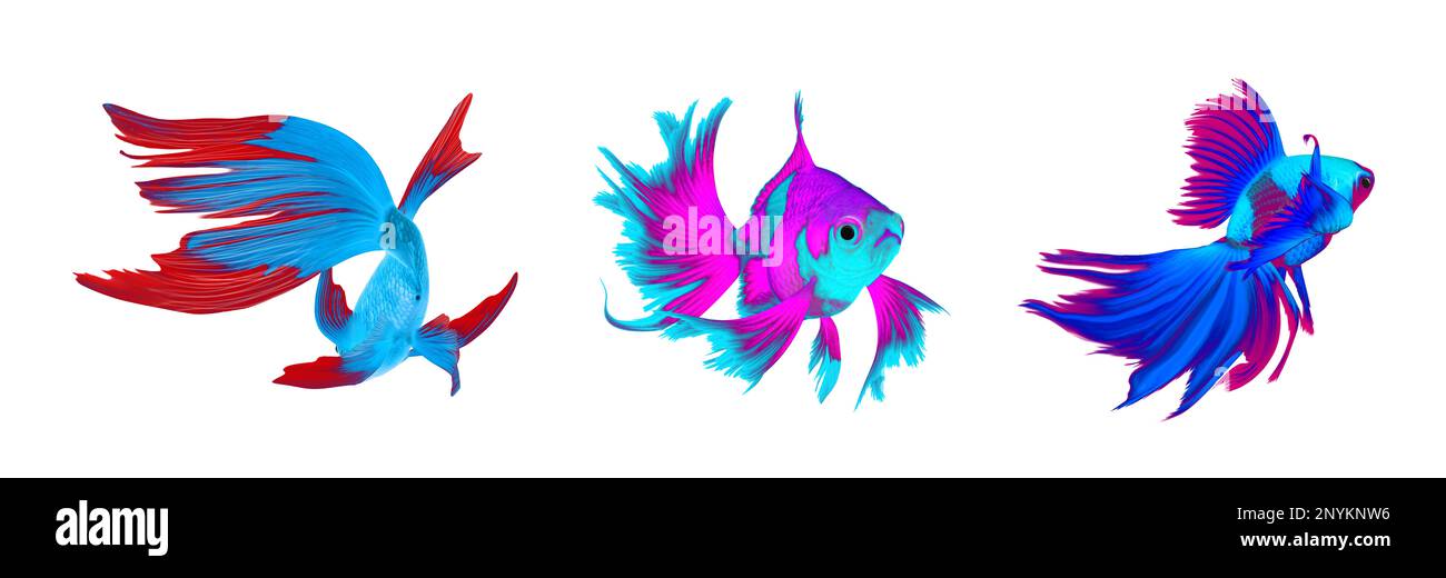 Beautiful colorful betta fish on white background, collage. Banner ...