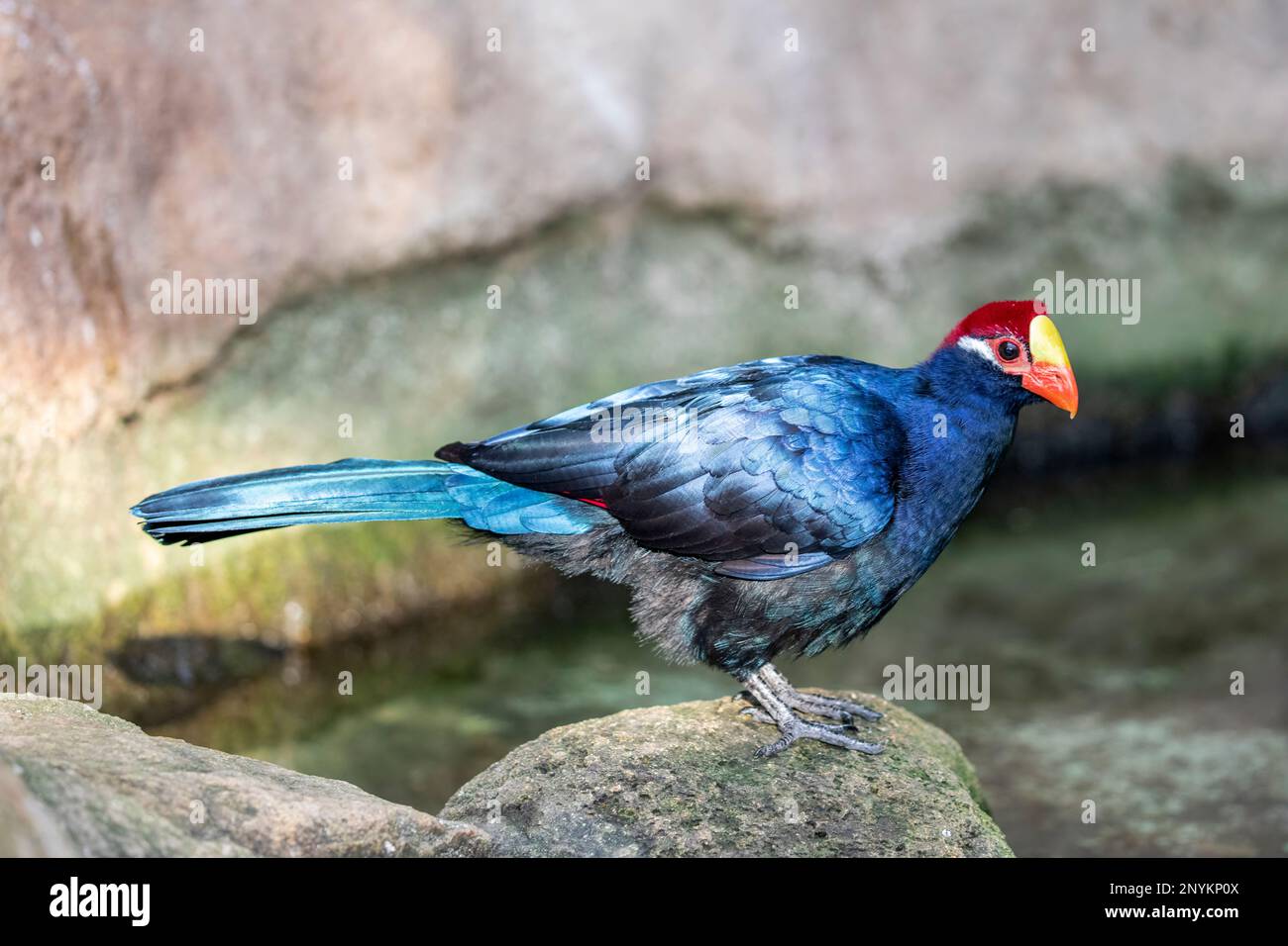 The violet turaco (Tauraco violaceus) is a large turaco, a group of ...