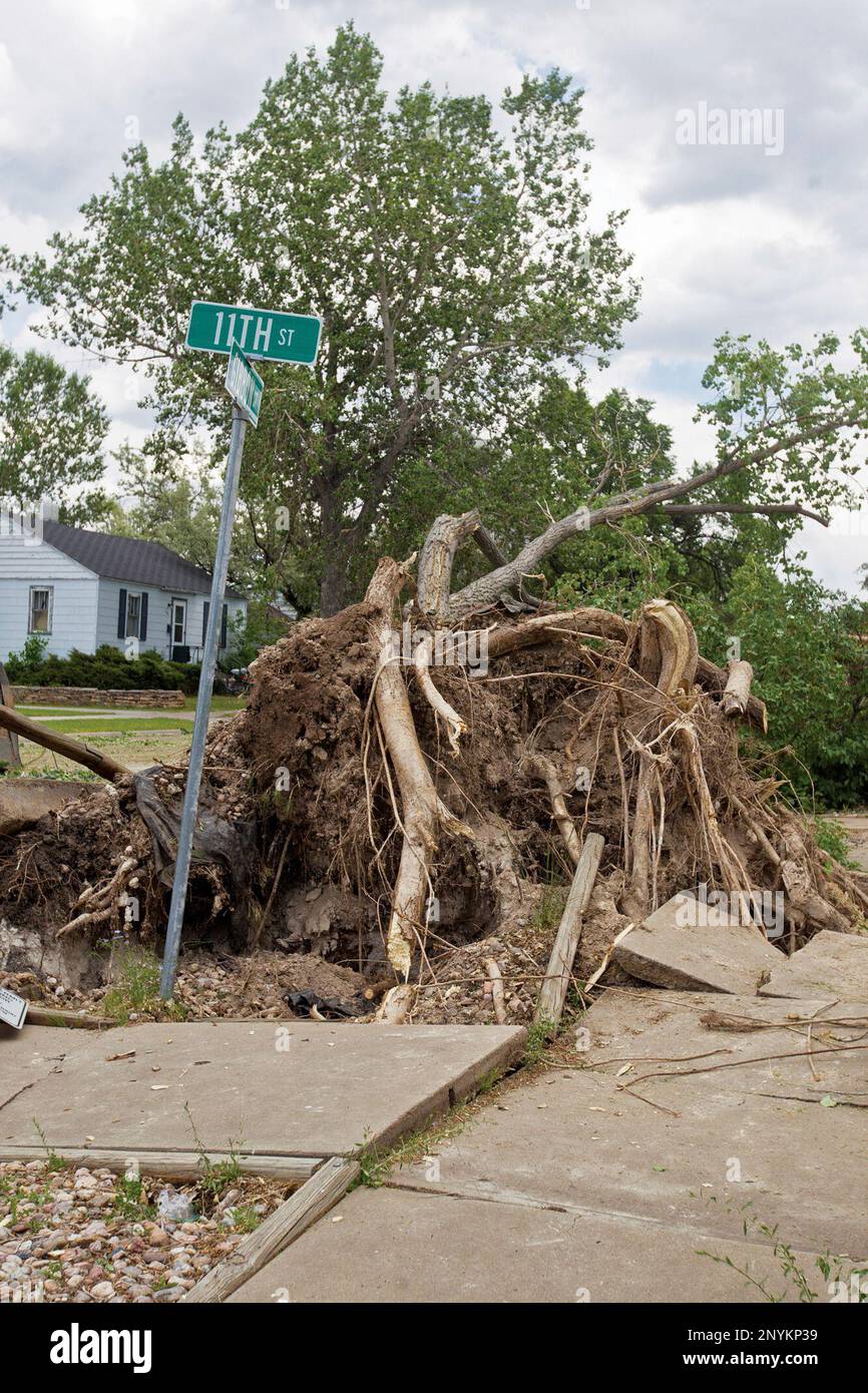 An uprooted tree lies on its side in Laramie, Wyo., Wednesday, June 28 ...