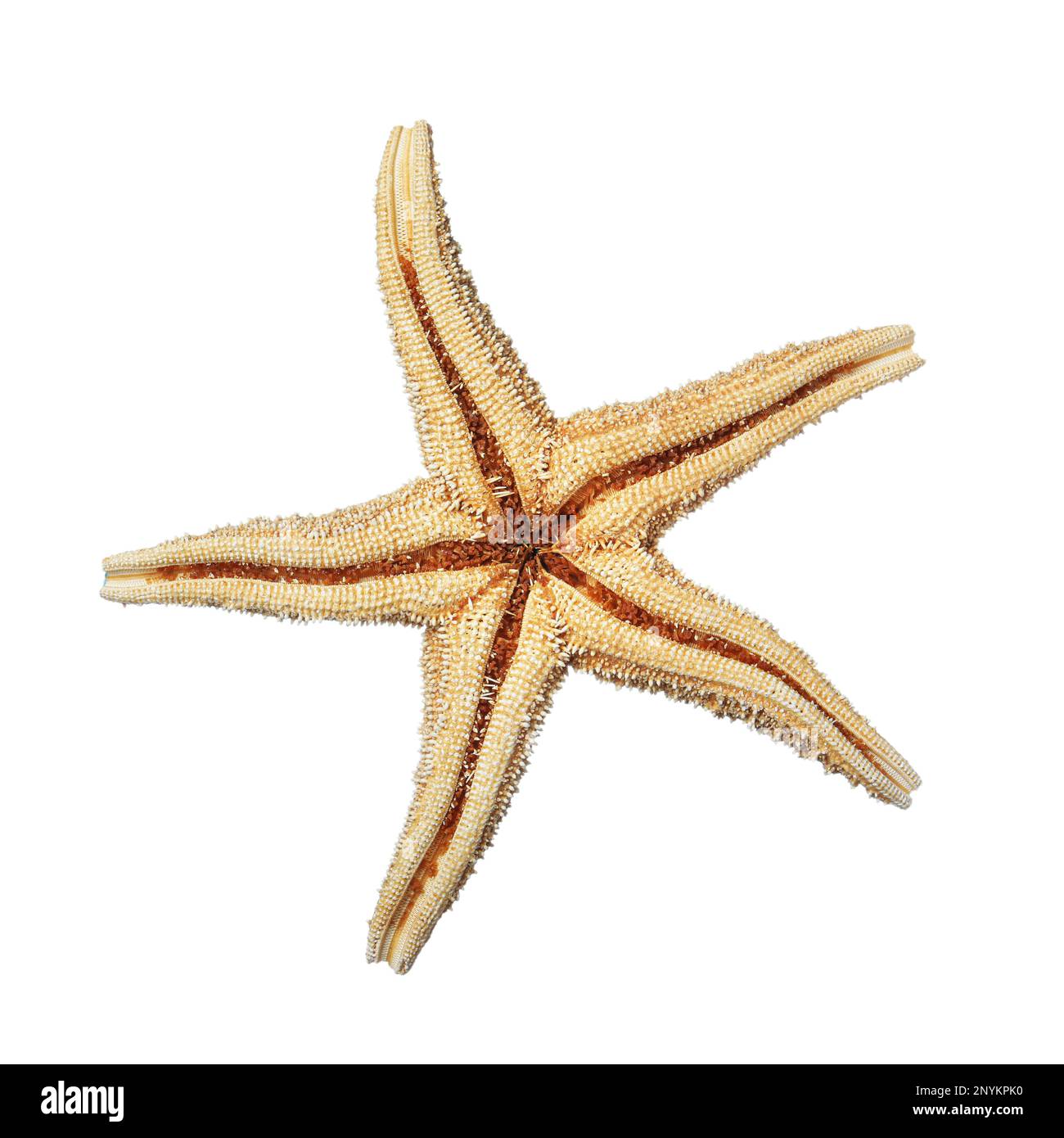 Beautiful sea star isolated on white. Beach object Stock Photo - Alamy