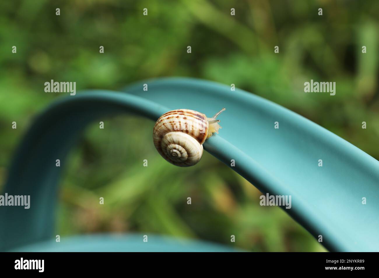 Common garden snail crawling on watering can handle outdoors, closeup ...