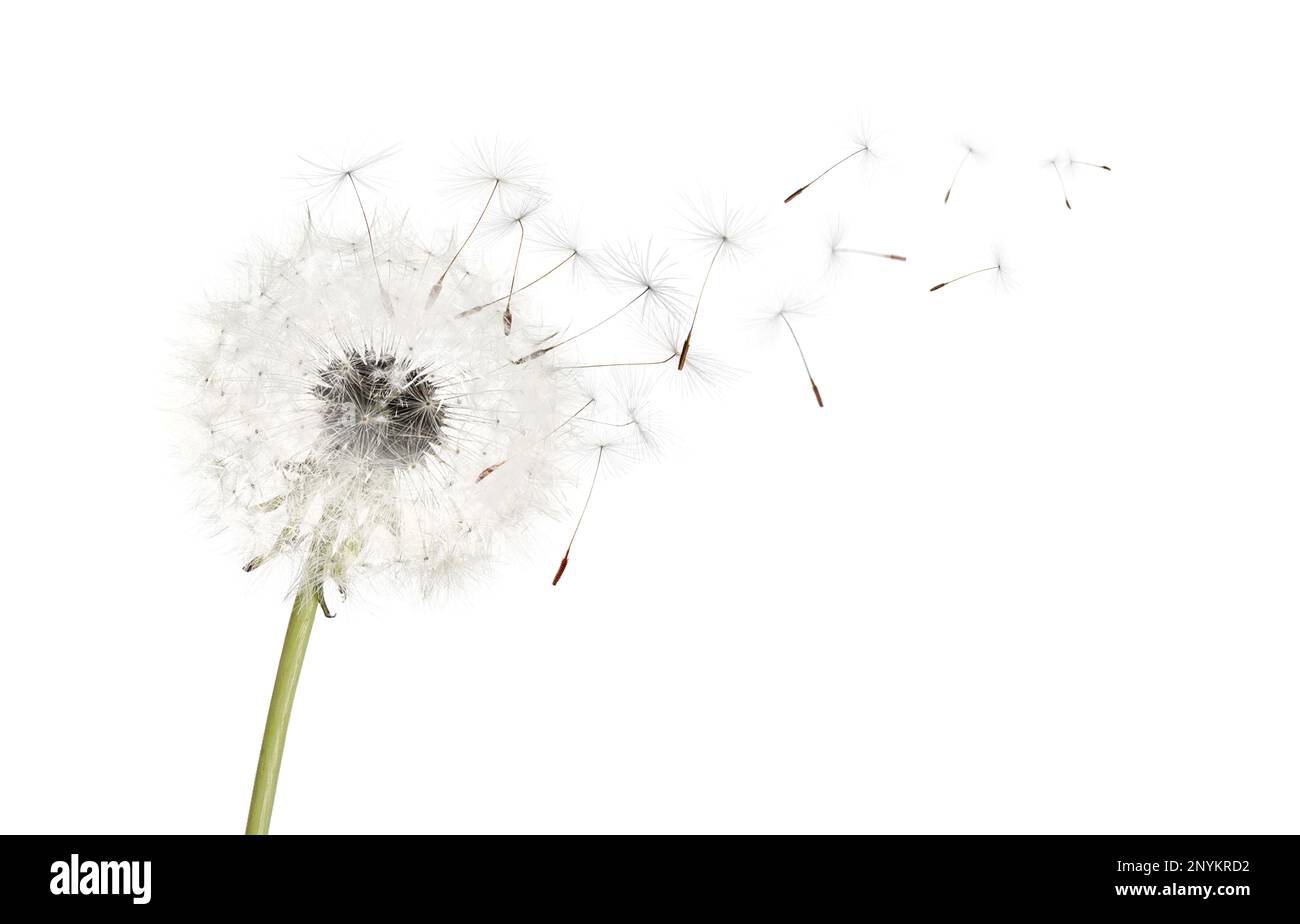 Beautiful puffy dandelion blowball and flying seeds on white background ...