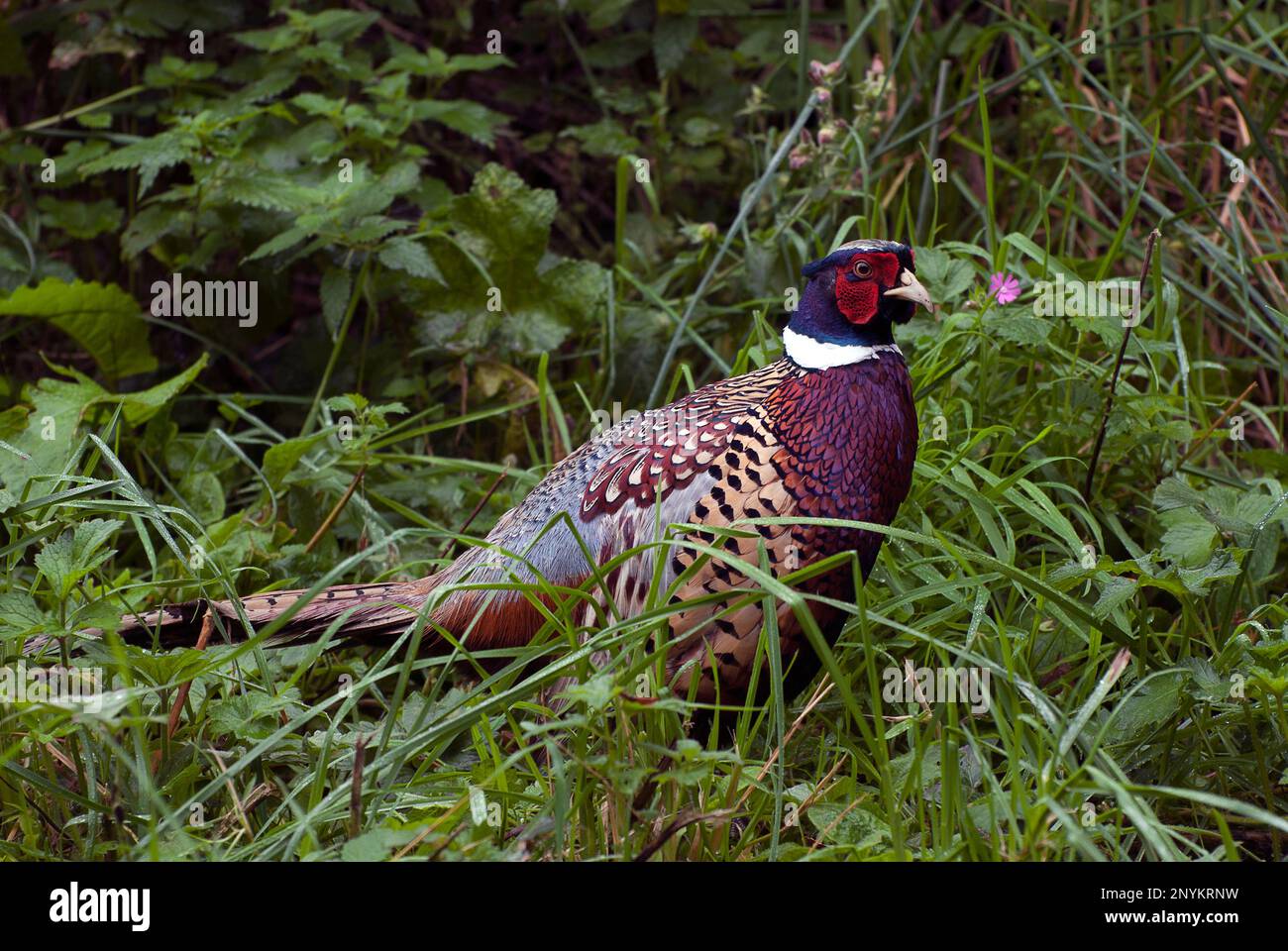 Ringneck pheasant wandering in tall grass at the side of the road Stock ...