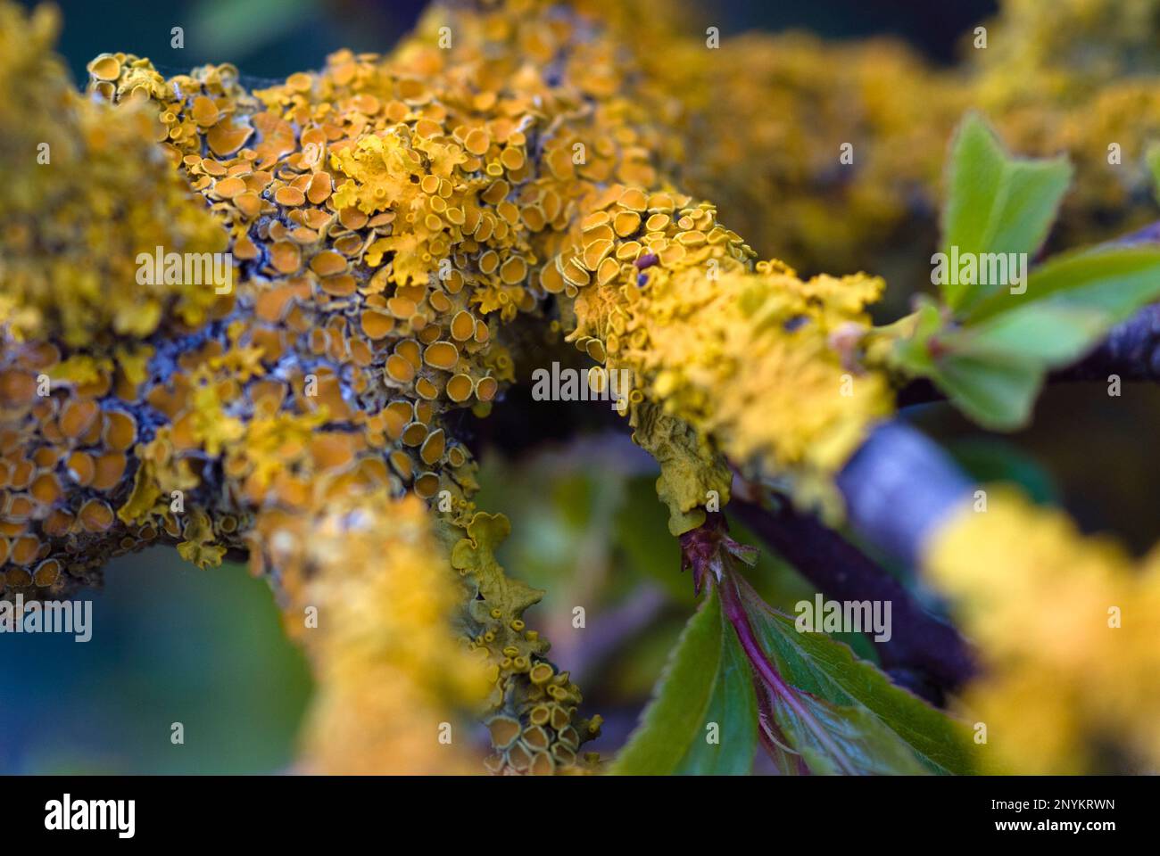Detailed photo of Yellow fungus growing on low branches in a coastal ...