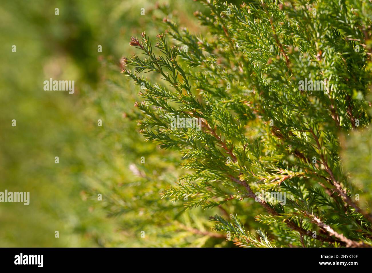Chinese cedar tree hi-res stock photography and images - Alamy