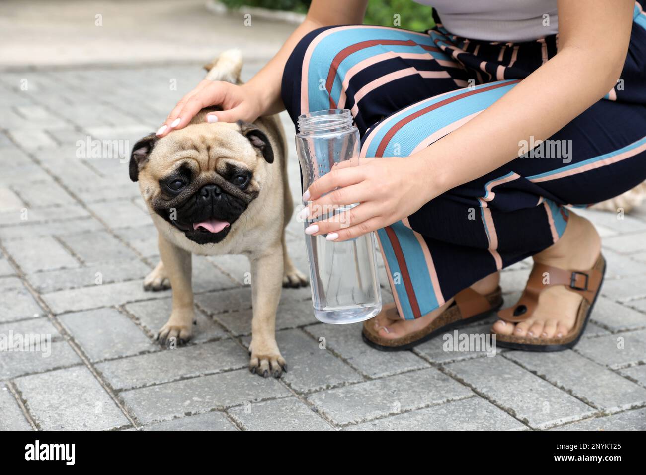 Owner helping her pug dog on street in hot day, closeup. Heat stroke ...