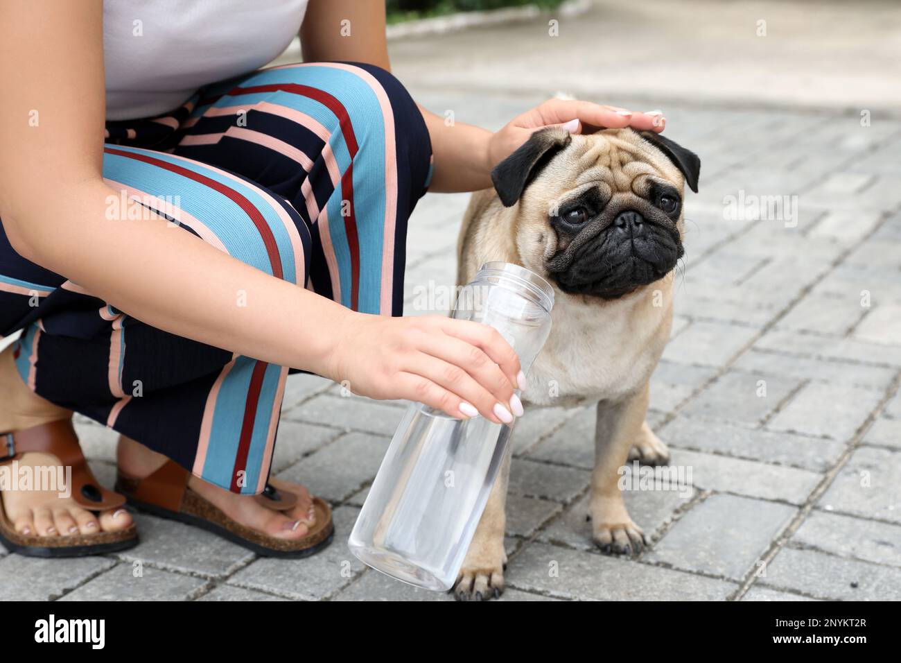 Owner helping her pug dog on street in hot day, closeup. Heat stroke ...