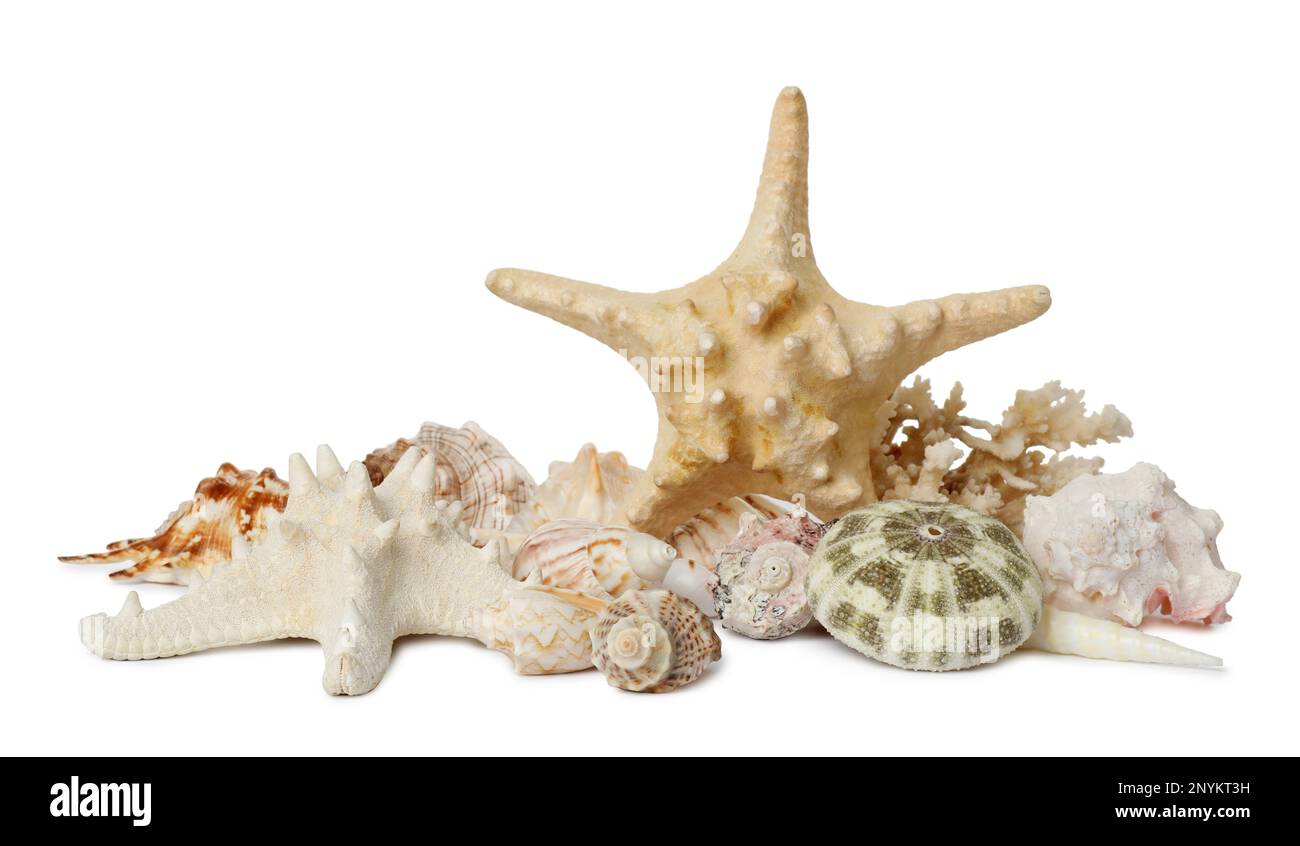 Beautiful starfish, coral and sea shells on white background Stock ...