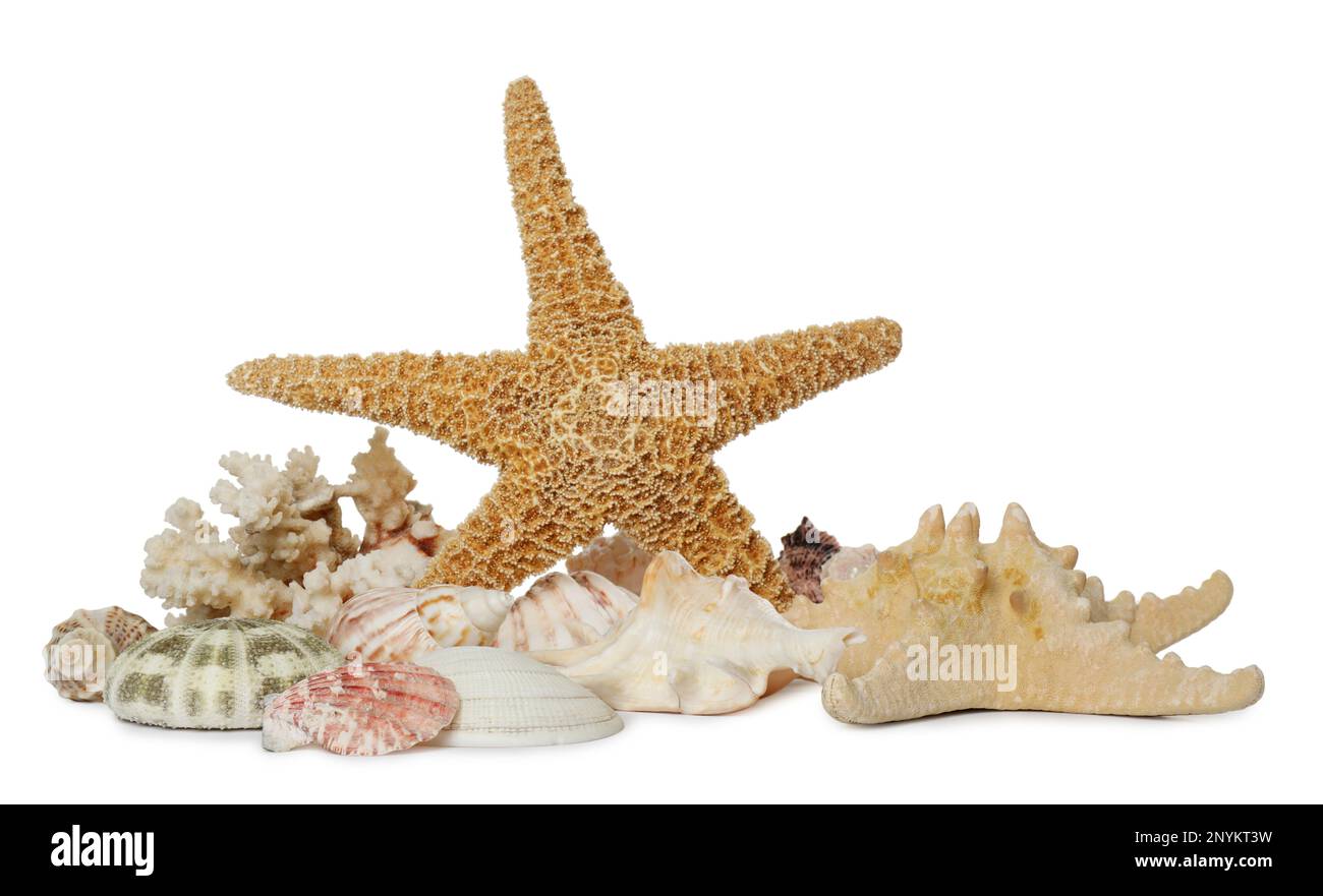 Beautiful starfish, coral and sea shells on white background Stock ...