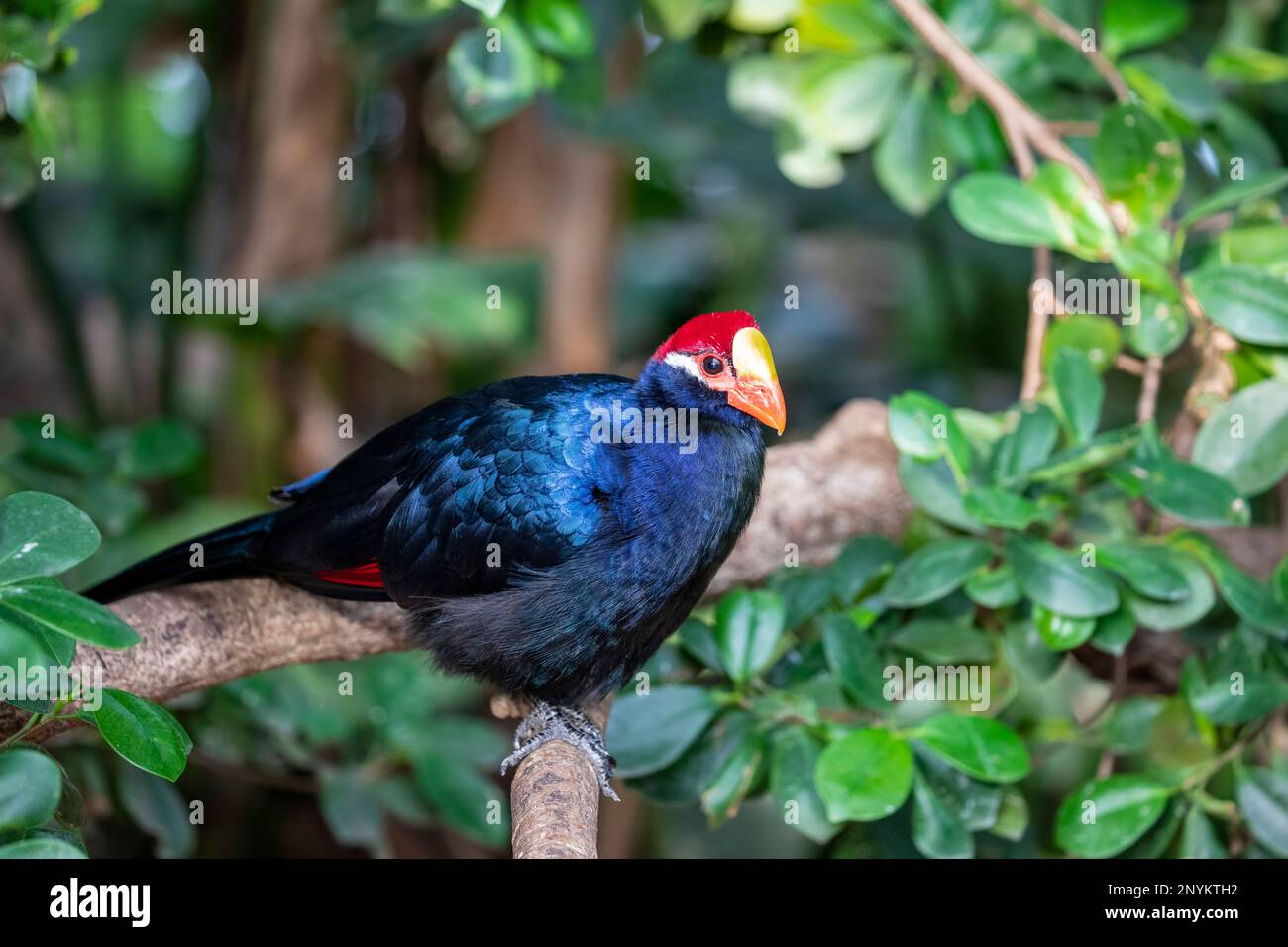 The violet turaco (Tauraco violaceus) is a large turaco, a group of ...