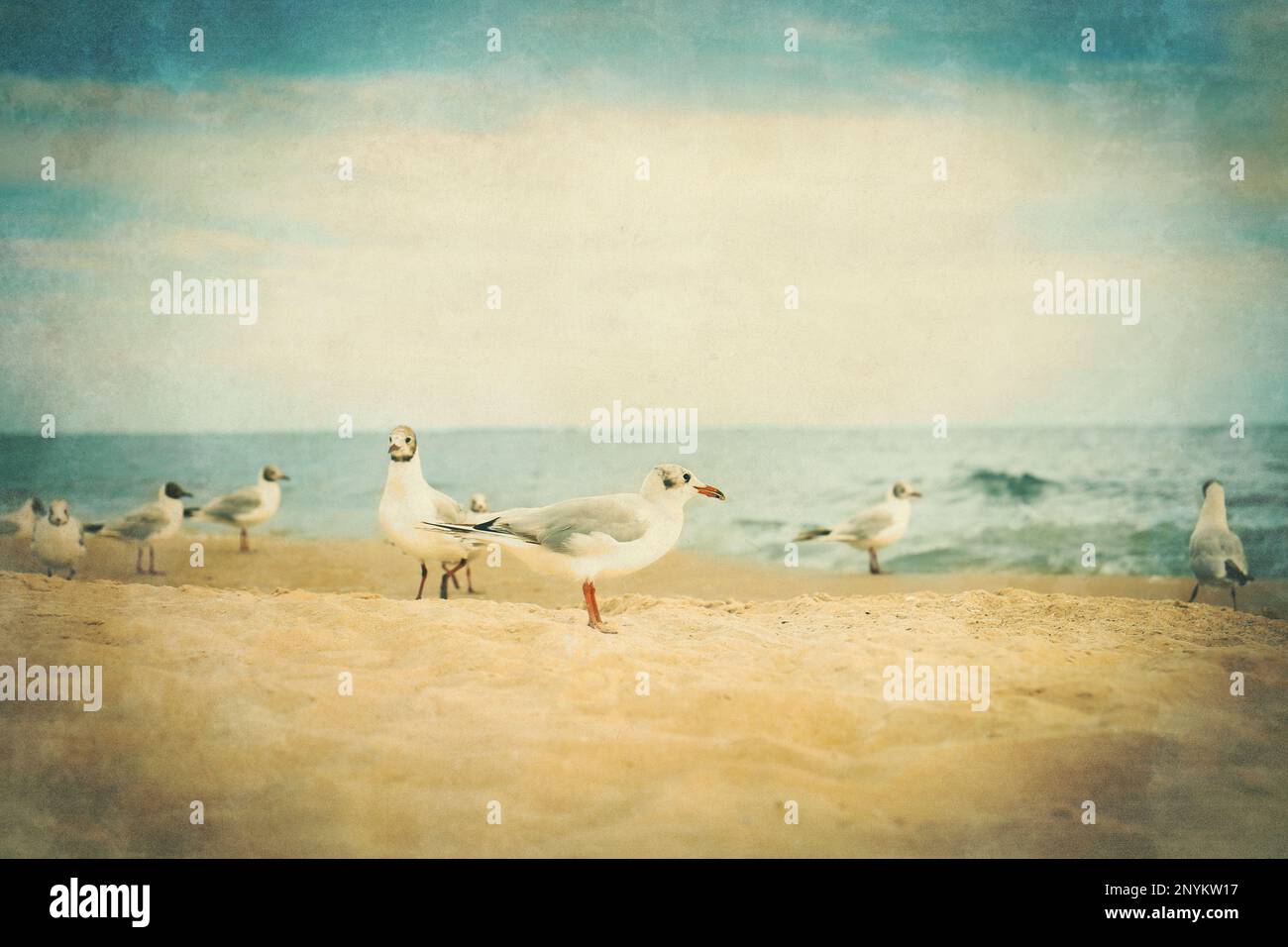 Beautiful seagulls on sandy beach near sea. Retro style filter Stock ...