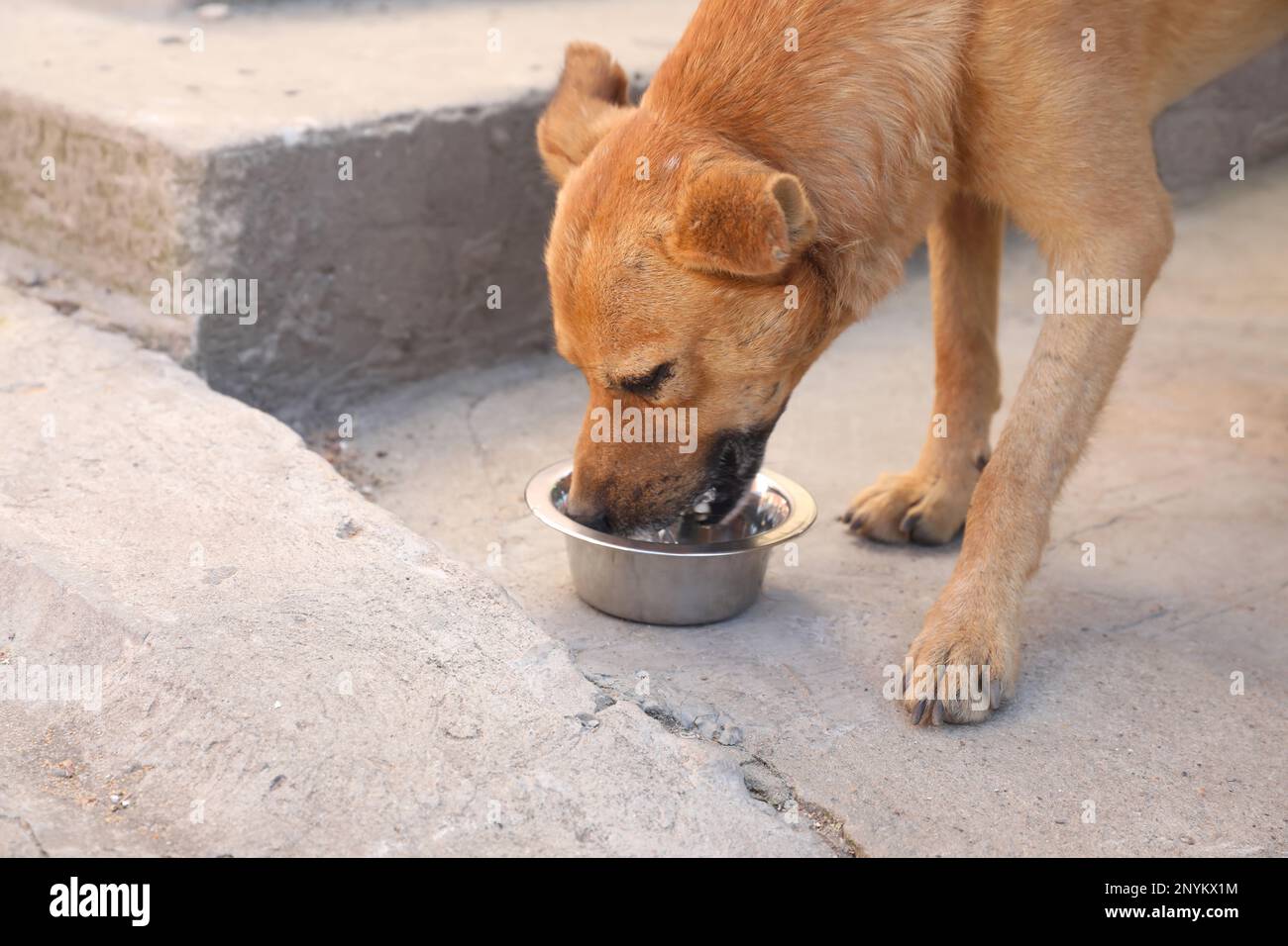 Dog drinking water on street. Heat stroke prevention Stock Photo - Alamy