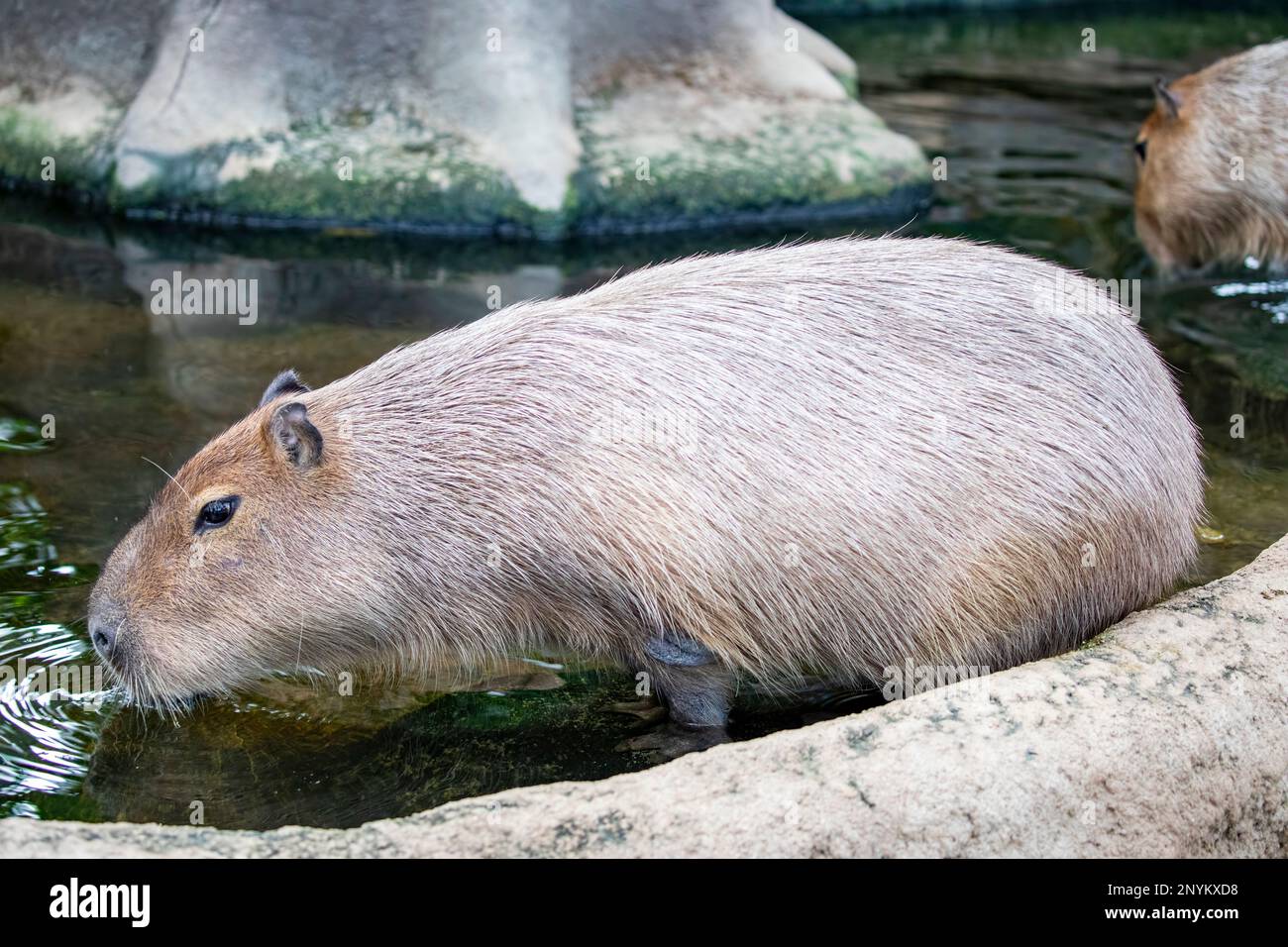 The closeup image of Capybara (Hydrochoerus hydrochaeris). It is a ...
