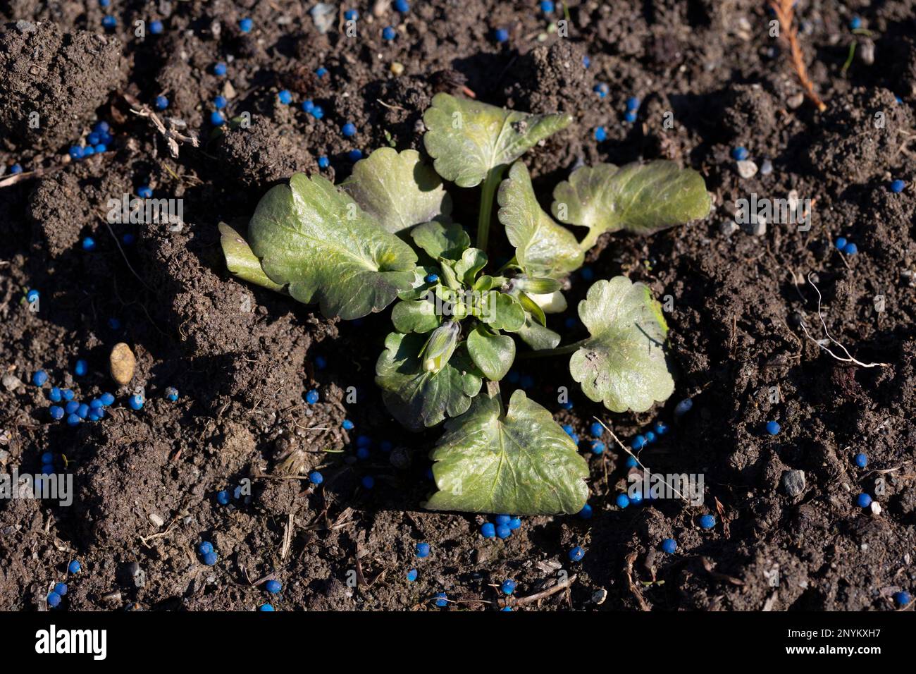 the plant is fertilized with blue balls of fertilizers for good growth ...