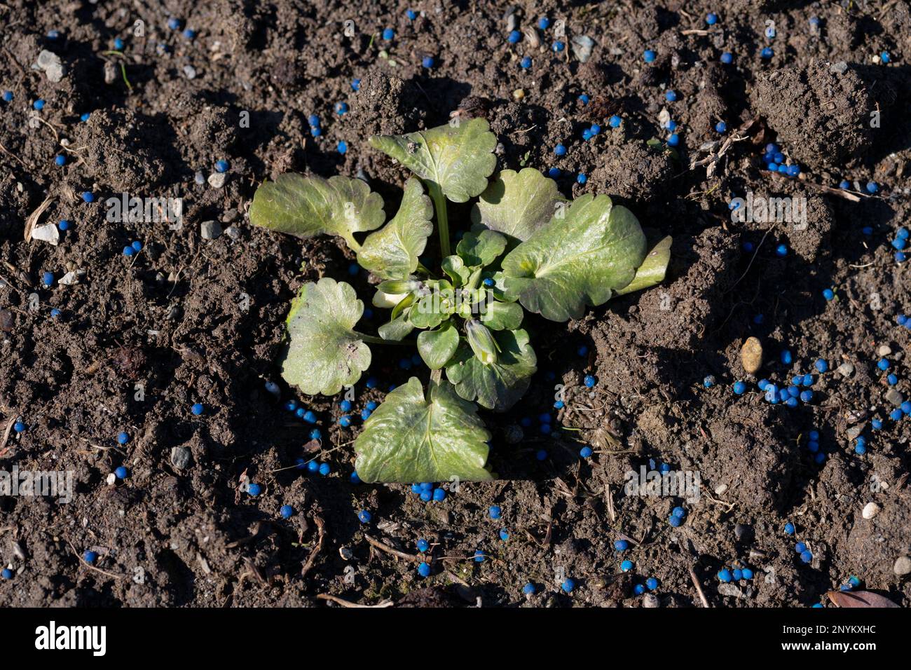 the plant is fertilized with blue balls of fertilizers for good growth ...