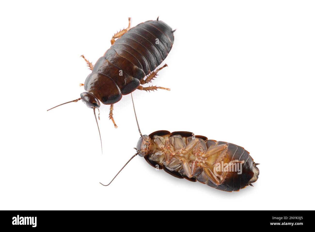Two brown cockroaches on white background. Pest control Stock Photo - Alamy