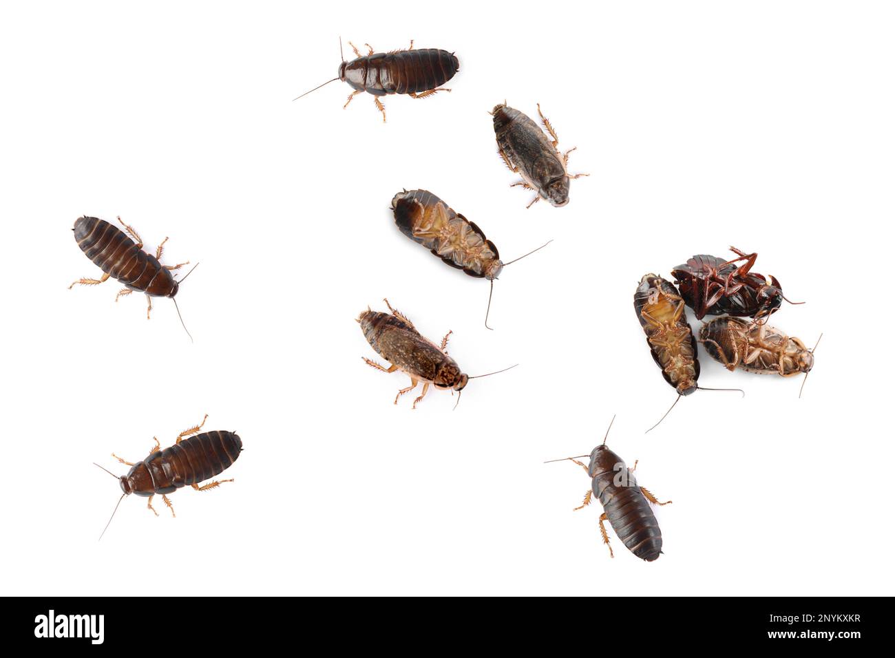 Group of brown cockroaches on white background. Pest control Stock ...