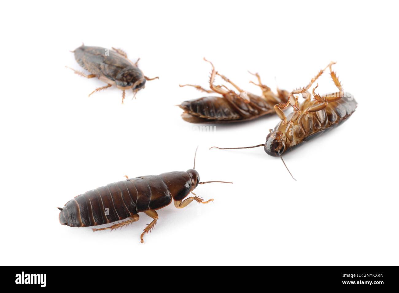 Group of brown cockroaches on white background. Pest control Stock ...