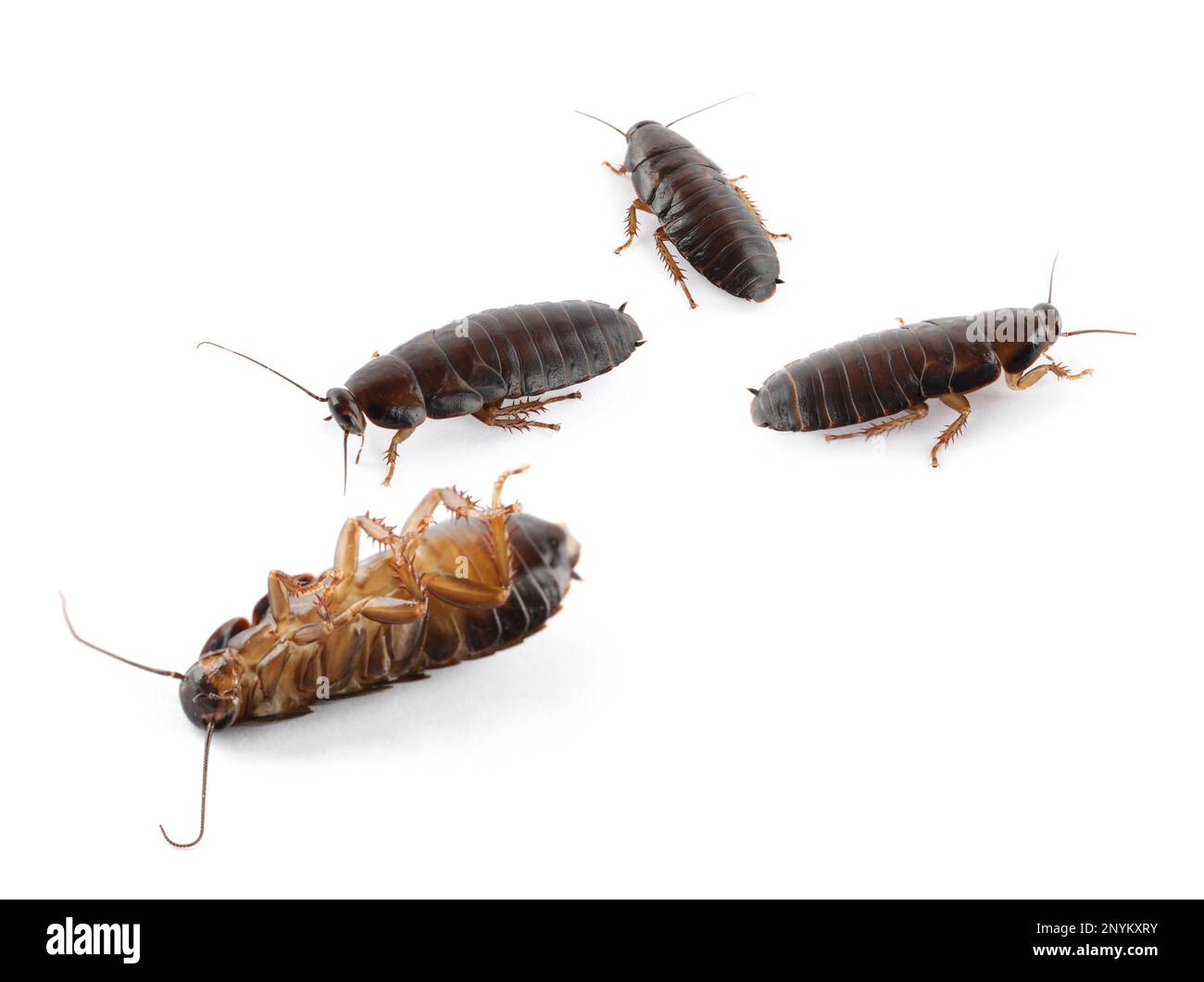 Group of brown cockroaches on white background. Pest control Stock ...