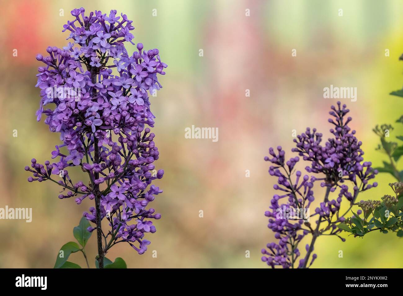 Syringa vulgaris or common lilac in the garden design Stock Photo - Alamy