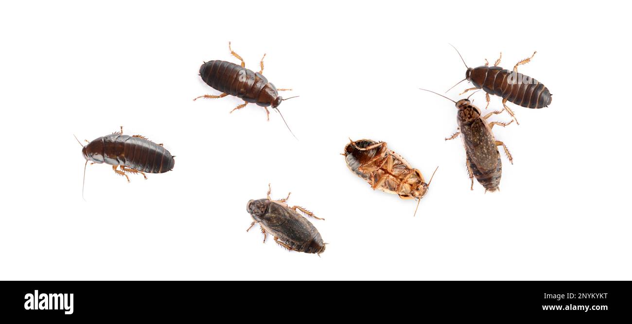 Group of brown cockroaches on white background, banner design. Pest ...