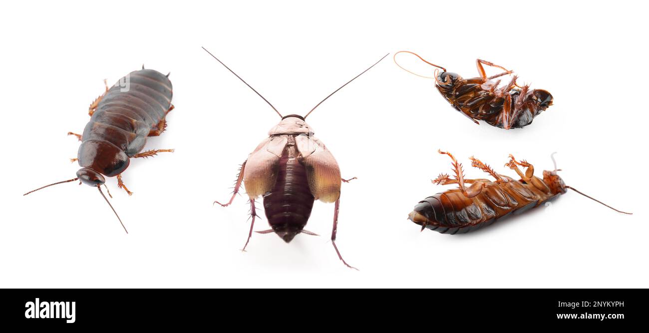 Group of brown cockroaches on white background, banner design. Pest ...