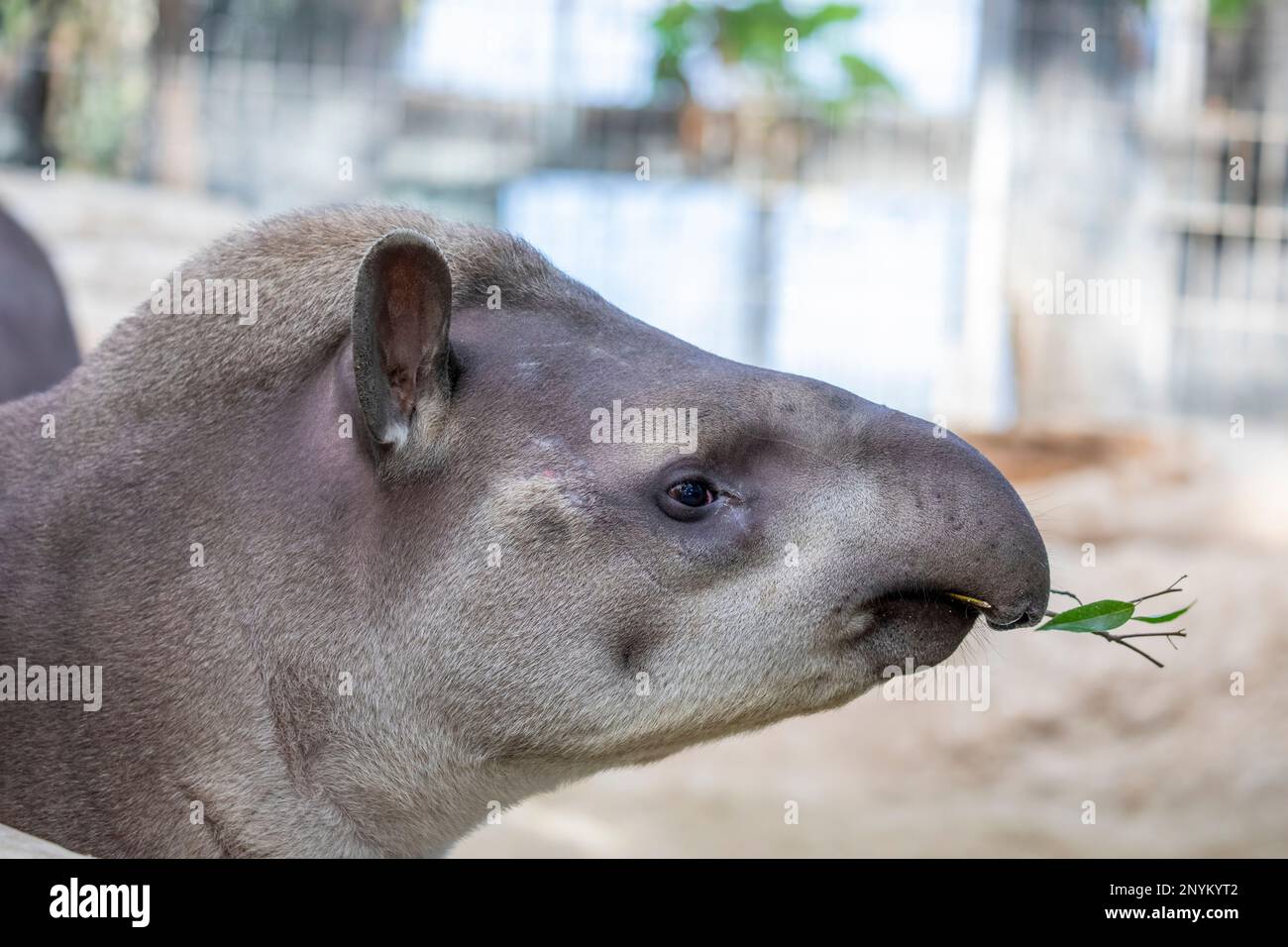 the closeup image of South American tapir (Tapirus terrestris), it is ...