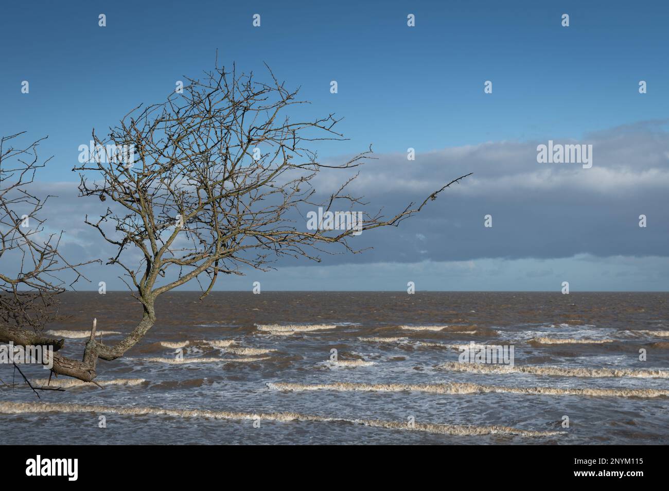 Tree on a cliff in Walton on the Naze. View of the sea and waves ...
