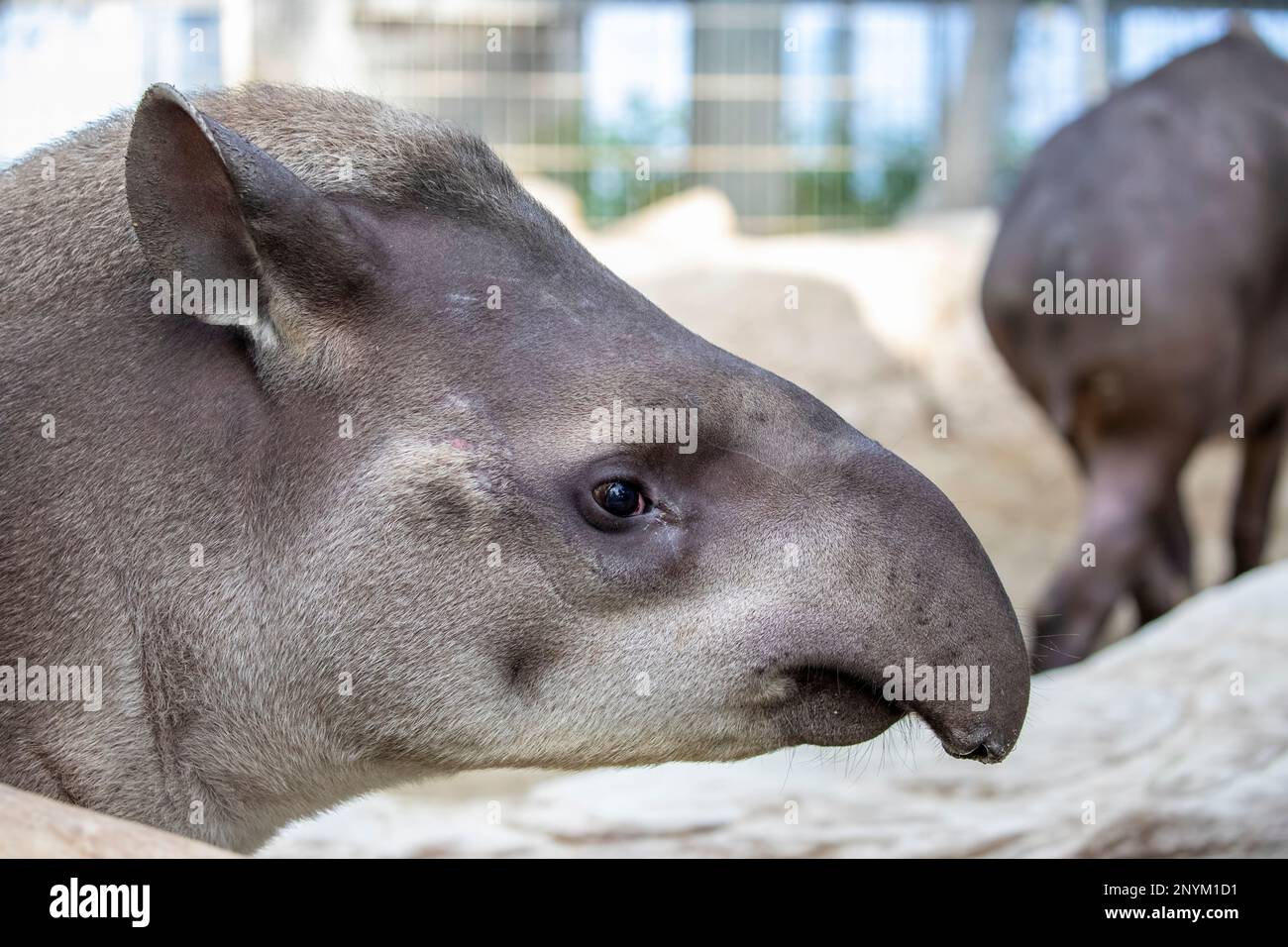 the closeup image of South American tapir (Tapirus terrestris), it is ...