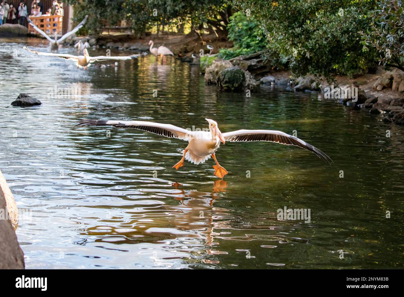 the closeup image of flying great white pelican (Pelecanus onocrotalus ...