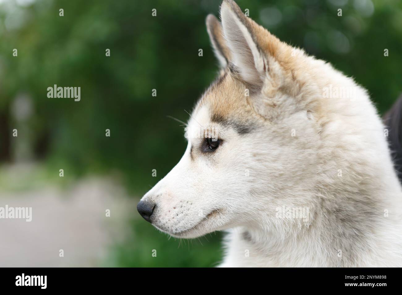Portrait of purebred Siberian husky puppy outdoor. Adorable young sled dog profile Stock Photo ...