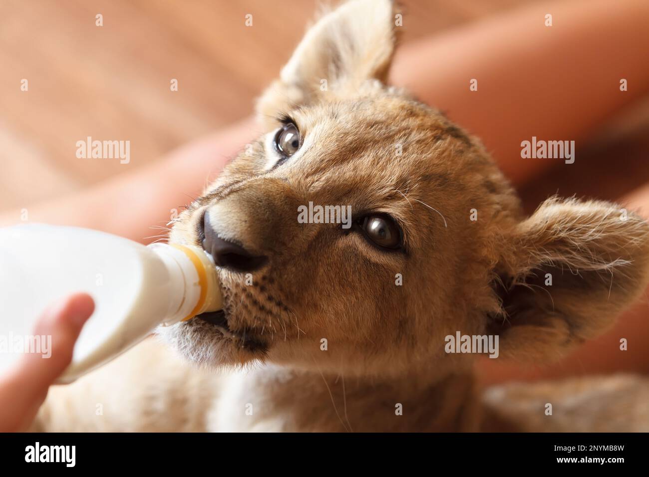Lion cub drinking milk from a bottle. Close up portrait of wild animal ...