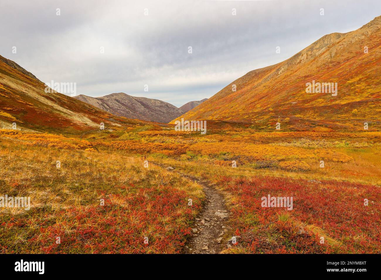 A landscape of a narrow pathway on a hill covered in yellowing plants ...