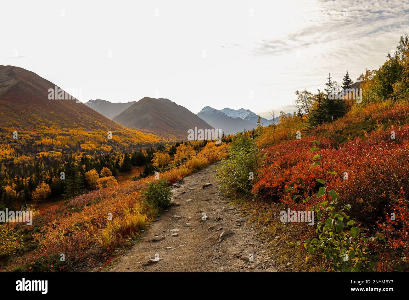 A landscape of a narrow pathway on a hill covered in yellowing plants ...