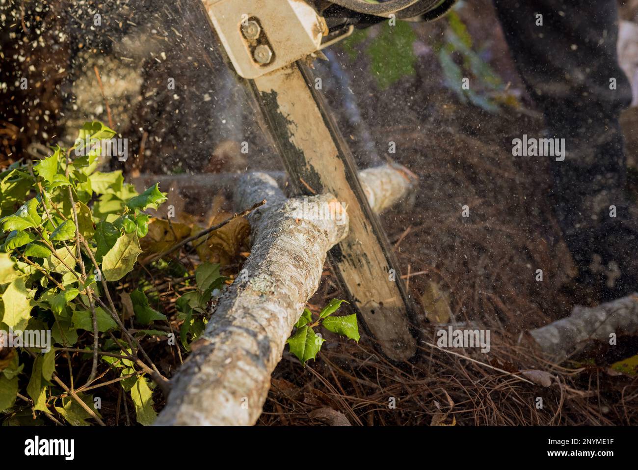 As result of hurricane woodcutter saws down trees with hand chainsaw in ...