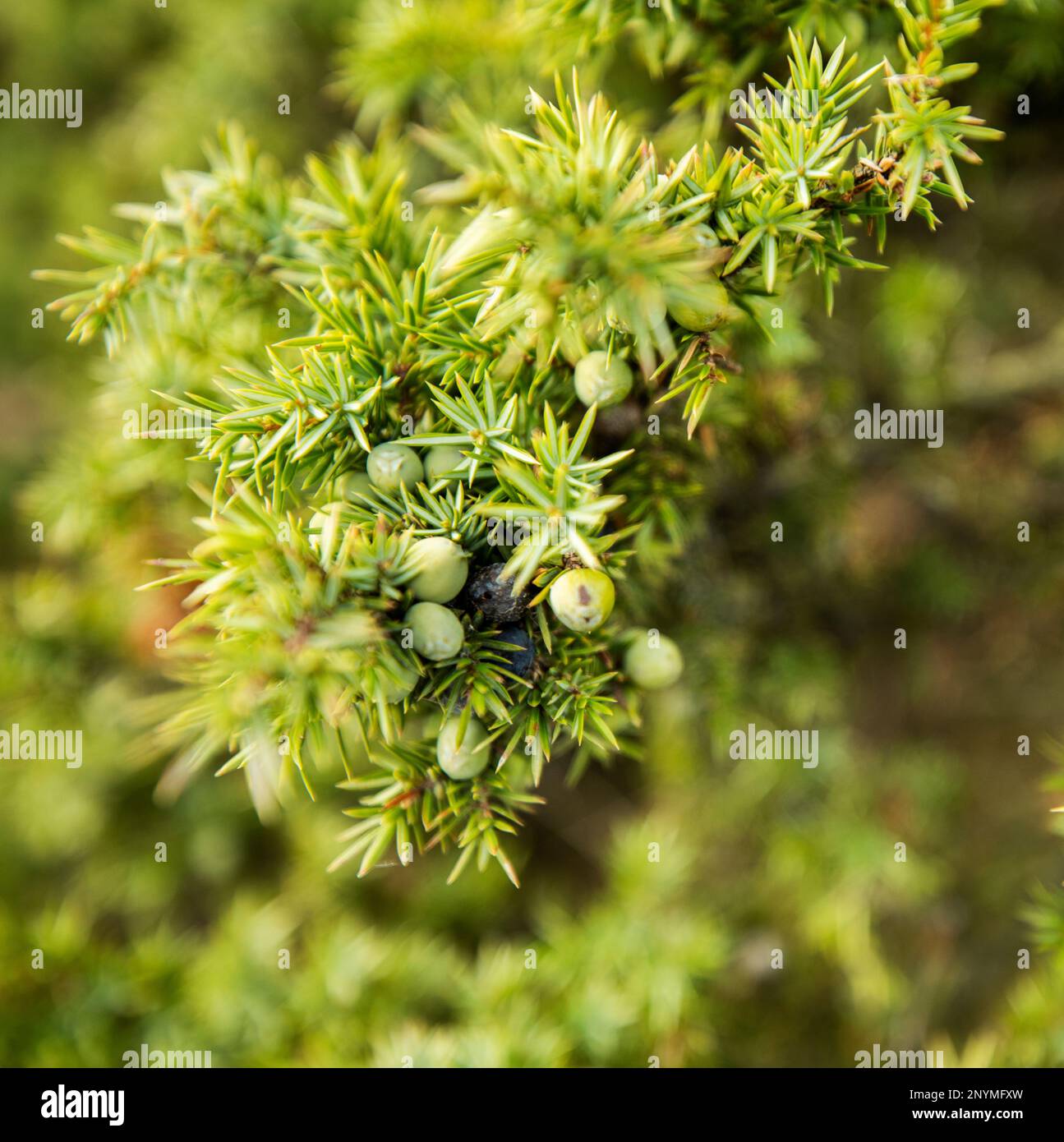 Gymnosperms hi-res stock photography and images - Alamy