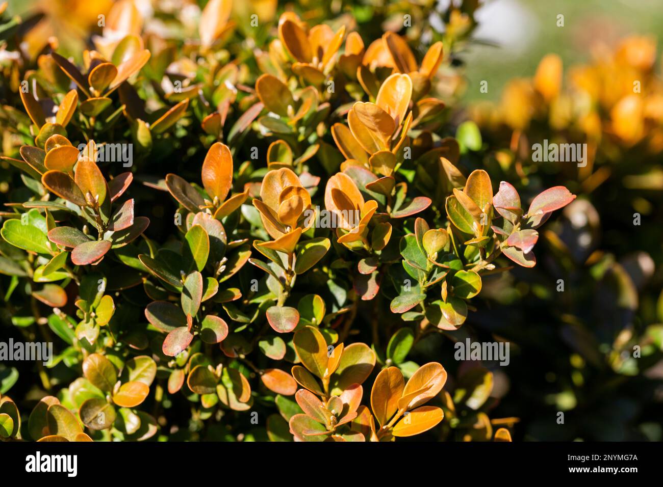 Berberis Thunbergii Aurea or Barberry Shrub close up bush with yellow ...