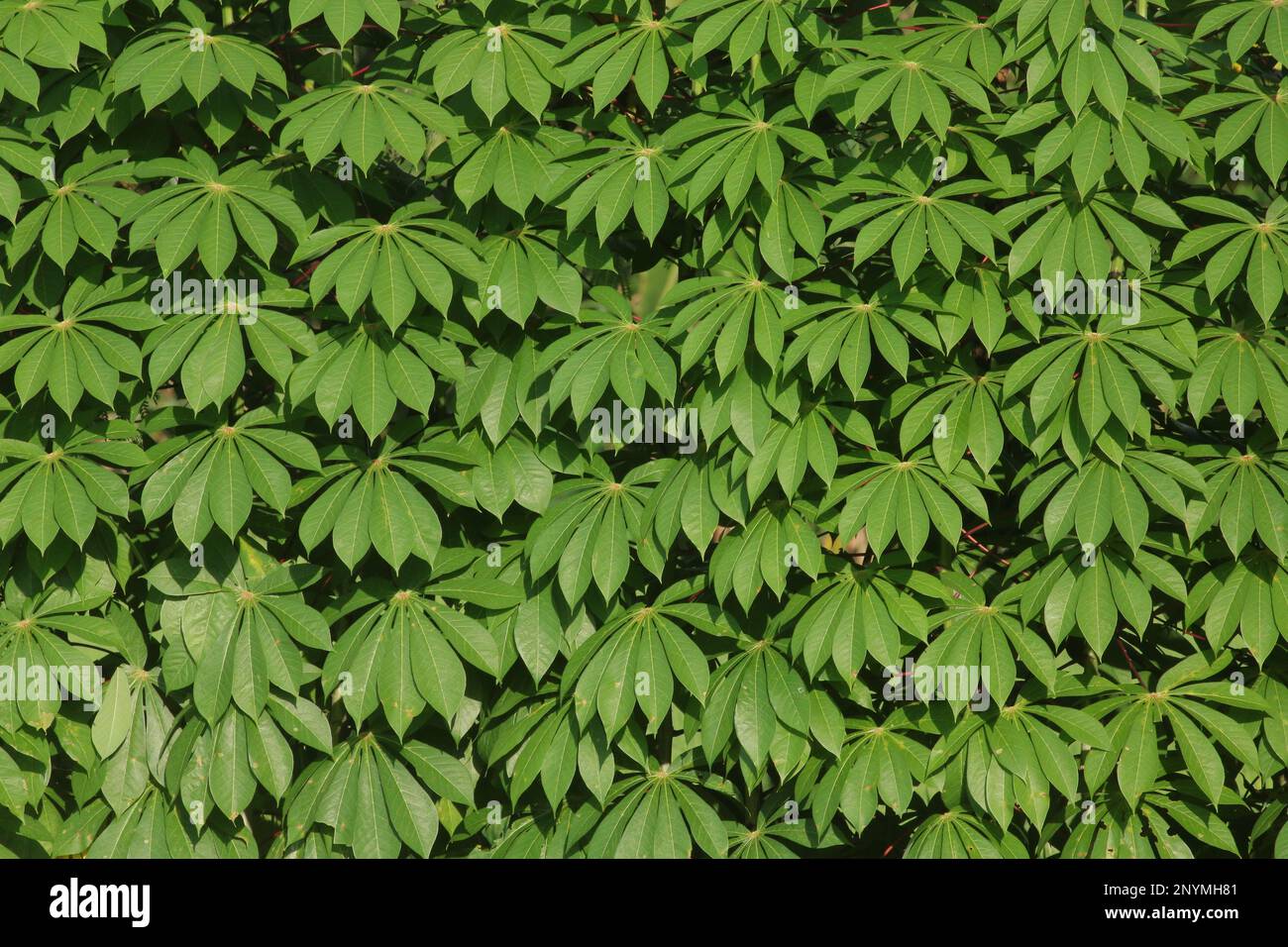 the flames of a torch form the shape of a goddess in the face of ...