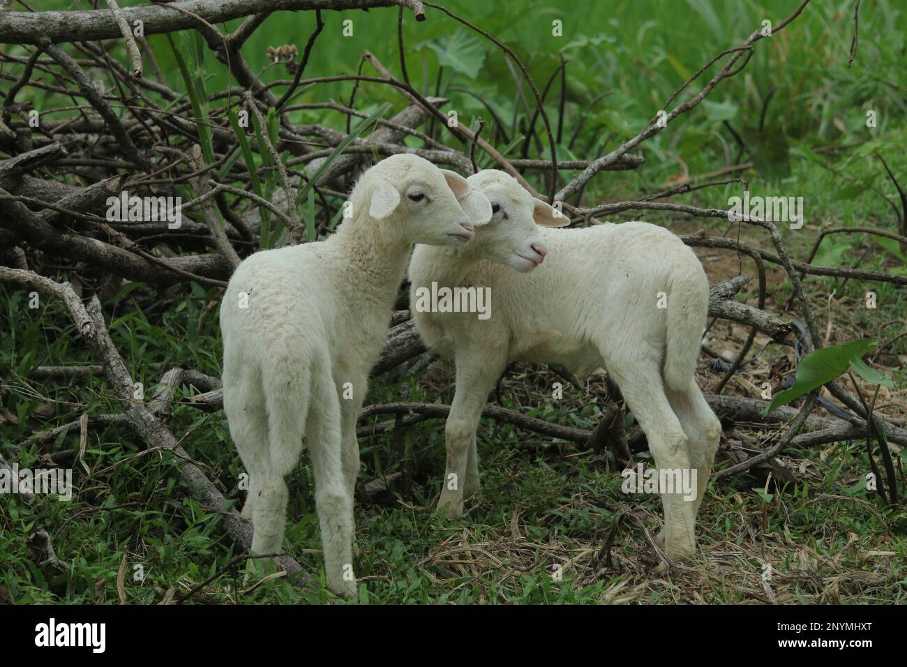 two twin sheep playing in a green field with dry branches in the ...