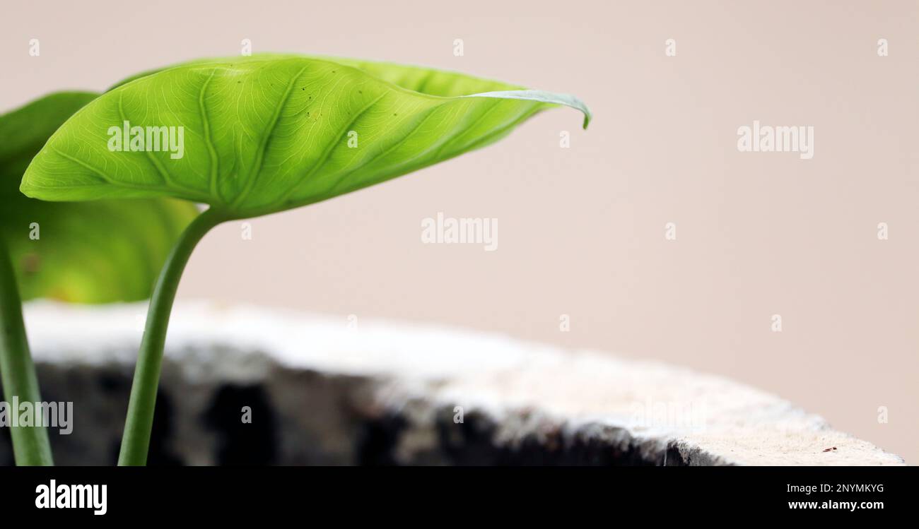 Elephants leaf hi-res stock photography and images - Alamy