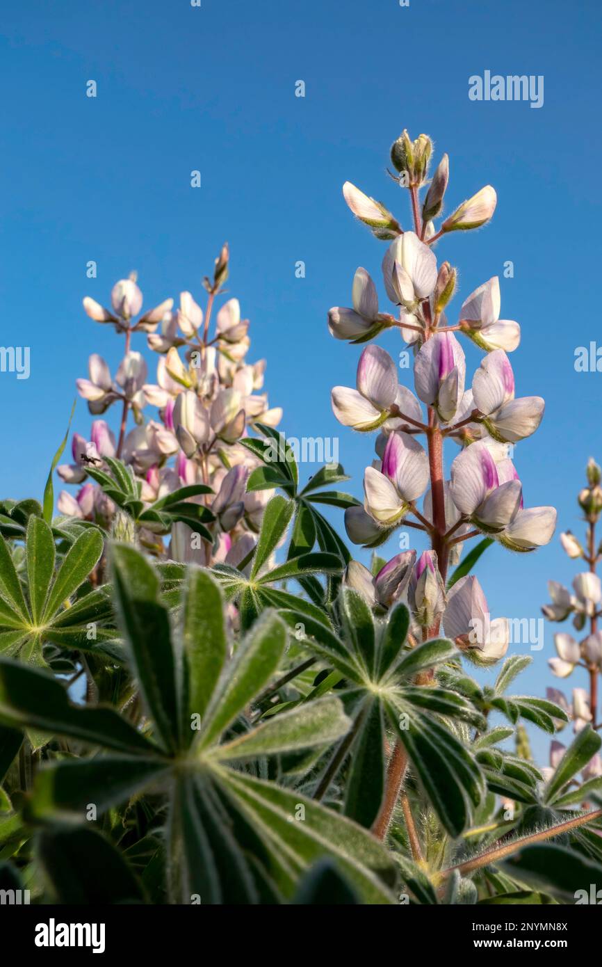 Wild blooming pink lupins close up in the morning sun. Israel Stock ...