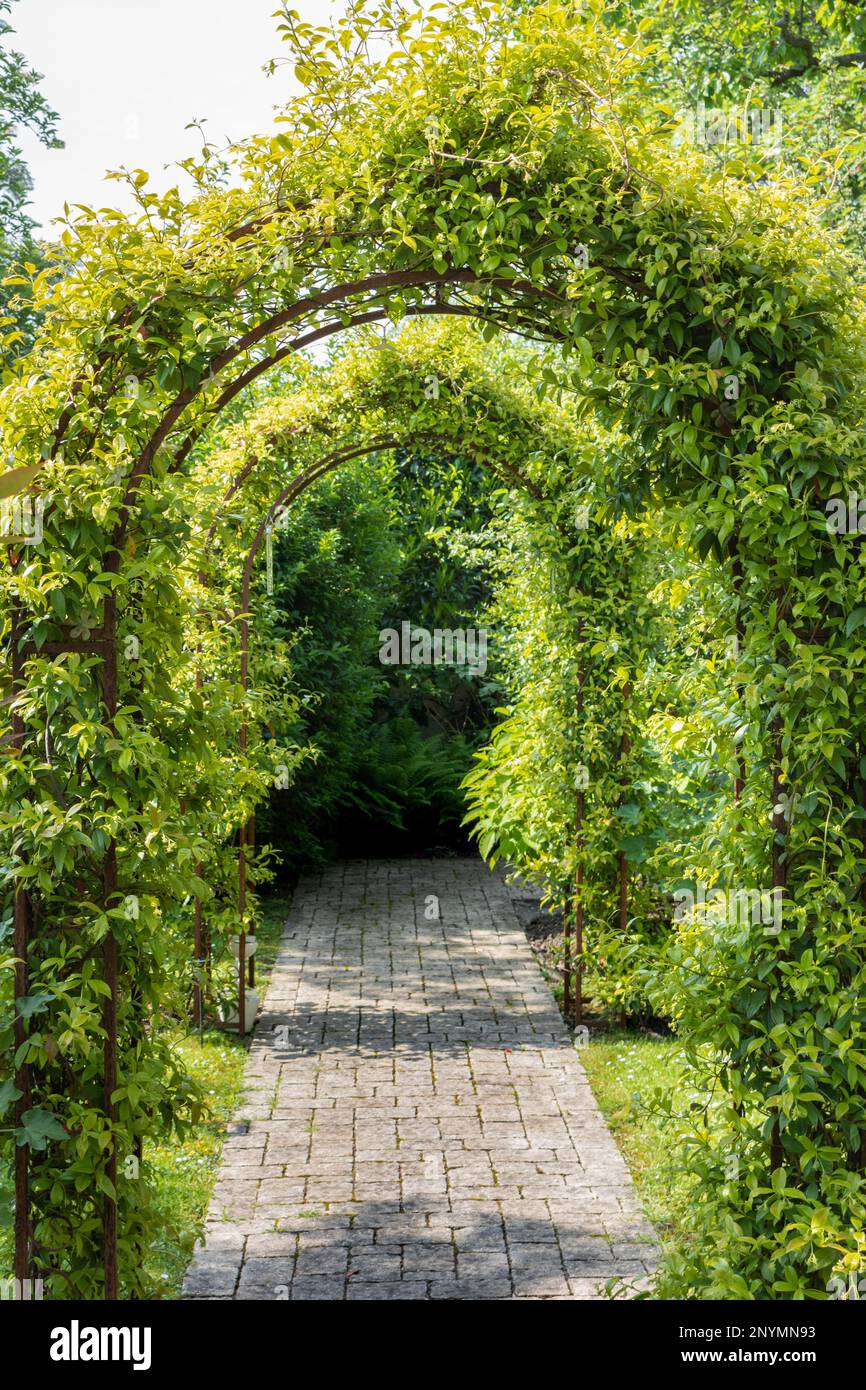 A vertical shot of a paved pathway lined with arched green shrubs Stock ...