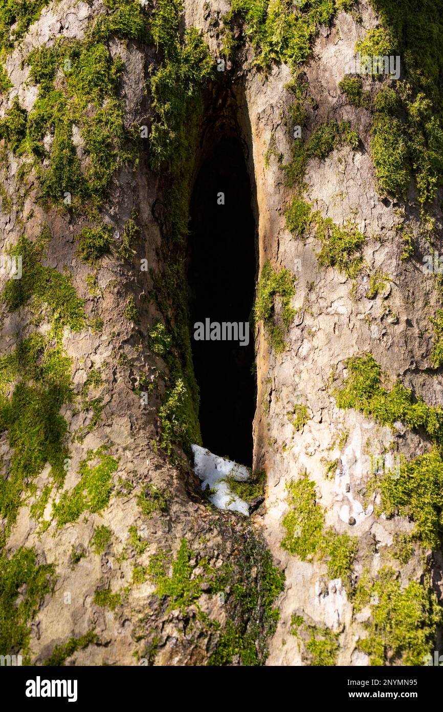 Holes in a tree stump hi-res stock photography and images - Alamy