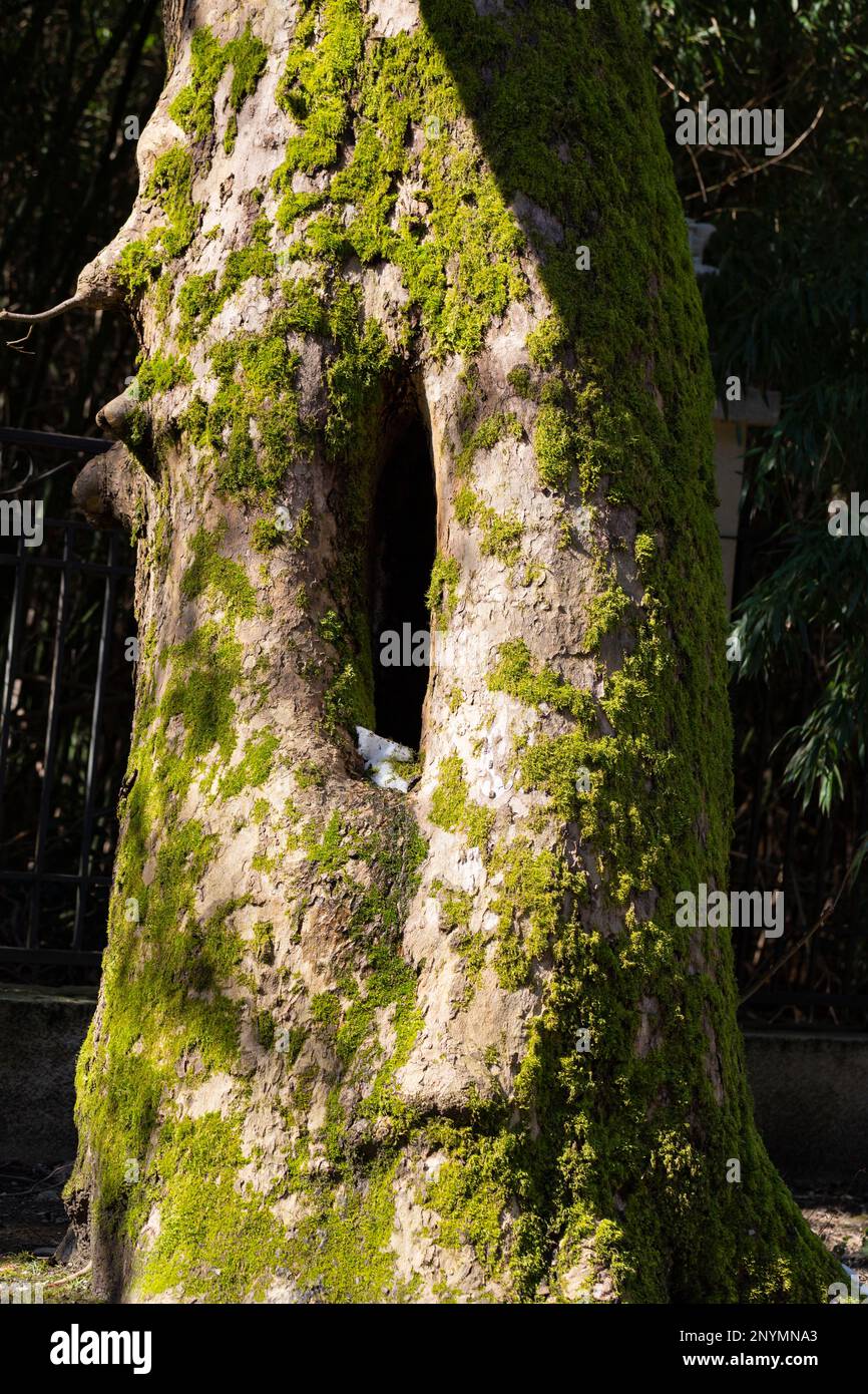 Holes in a tree stump hi-res stock photography and images - Alamy