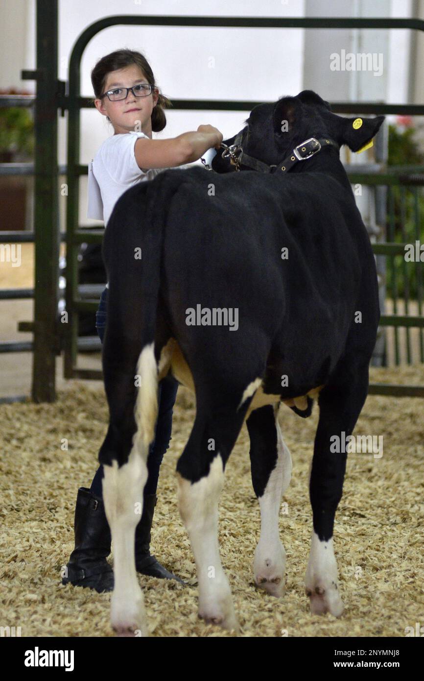 Alexandra Brenner competes during Holstein Class 2 Cross Starter Calf ...