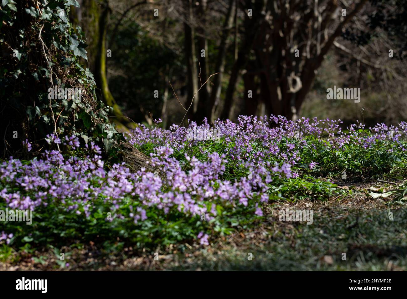 Dentaria bulbifera hi-res stock photography and images - Alamy